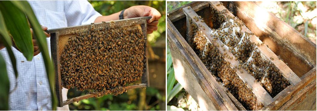 Con Phung Island: Where Nature Meets Serenity – A Must-Visit Tourist ...